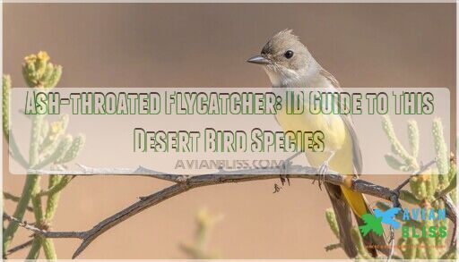 Ash-throated Flycatcher: ID Guide to This Desert Bird Species
