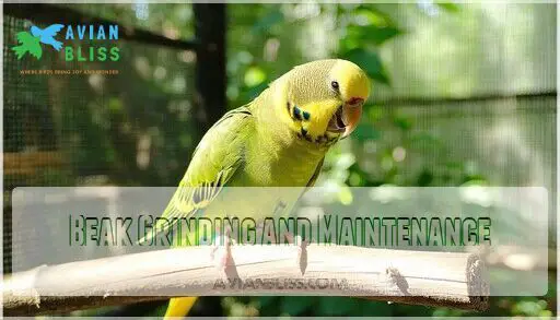 Why is My Parakeet Grinding His Beak? Normal Signs & Care Tips