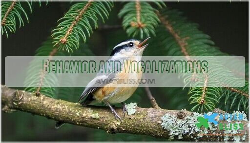 Red Breasted Nuthatch: Complete ID Guide & Behavior Facts 2025