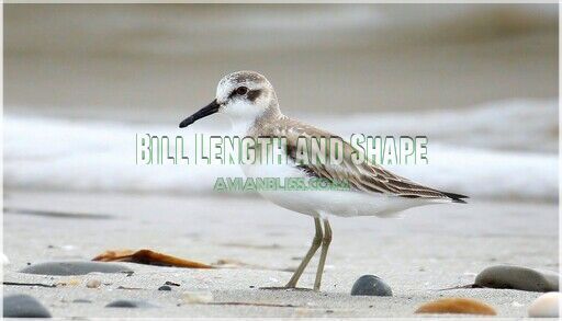 Sanderling Bird Guide: ID Tips, Behavior & Migration Secrets