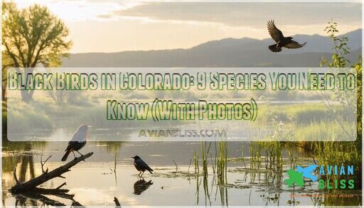Black Birds in Colorado: 9 Species You Need to Know (With Photos)