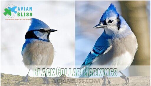Bluebird Vs Blue Jay: Key Differences & How to Tell Them Apart