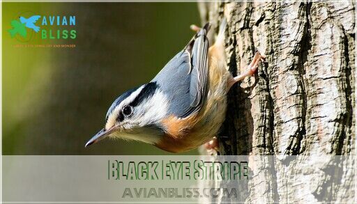 Red Breasted Nuthatch: Complete ID Guide & Behavior Facts 2025