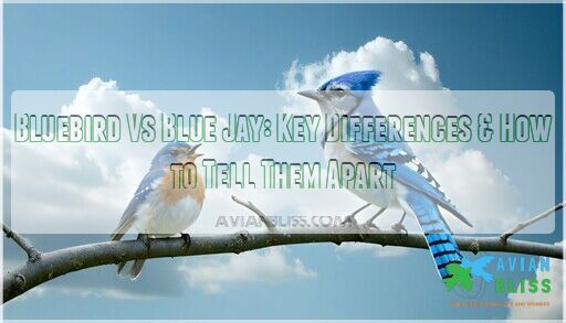Bluebird Vs Blue Jay: Key Differences & How to Tell Them Apart