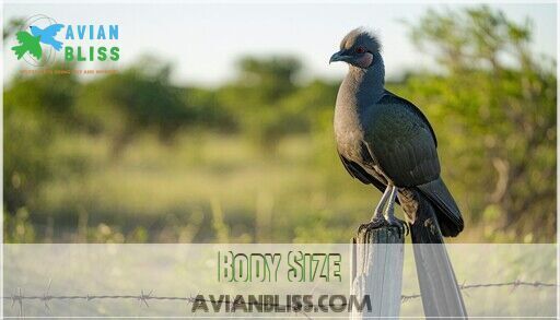 Plain Chachalaca: Complete Guide to Texas's Loudest Game Bird