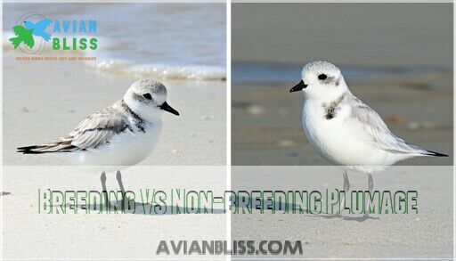 Sanderling Bird Guide: ID Tips, Behavior & Migration Secrets
