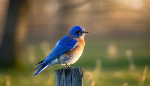 Eastern Bluebird Facts: Complete Guide to America's Beloved Blue Bird