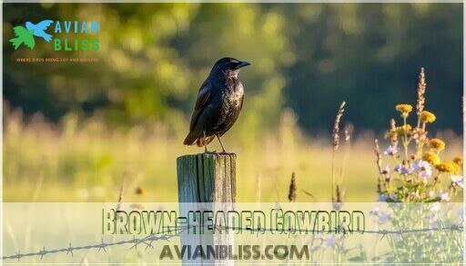 Black Birds in North Carolina: 9 Common Species You'll See (ID Guide)