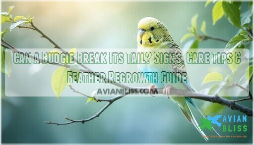 Can a Budgie Break Its Tail? Signs, Care Tips & Feather Regrowth Guide