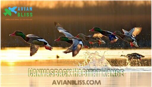 Canvasback Duck: Complete Guide to Identification & Behavior
