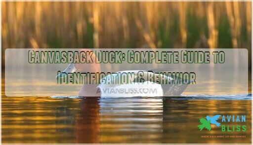 Canvasback Duck: Complete Guide to Identification & Behavior