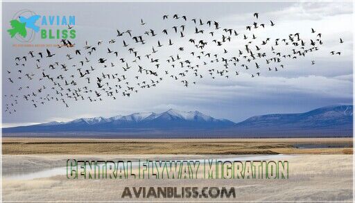 Where Do Different Birds Migrate? Routes & Patterns Explained