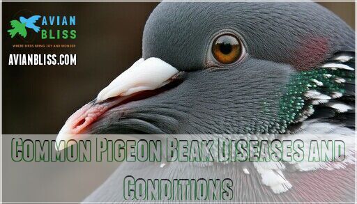 Pigeon Beak Need Treatment: Expert Care Guide for Common Issues