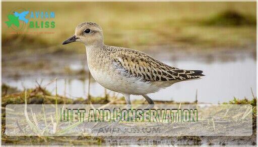 American Golden Plover: Complete Guide to ID, Habitat & Migration