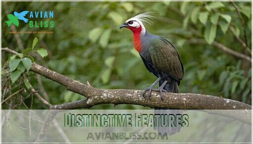 Plain Chachalaca: Complete Guide to Texas's Loudest Game Bird