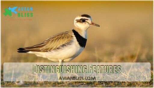 American Golden Plover: Complete Guide to ID, Habitat & Migration