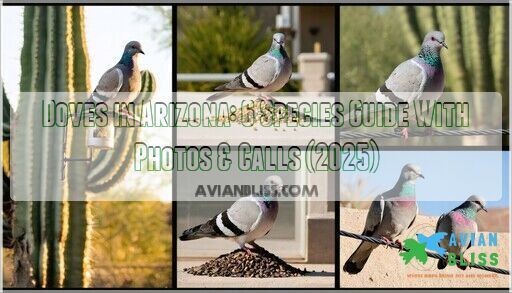 Doves in Arizona: 6 Species Guide With Photos & Calls (2025)