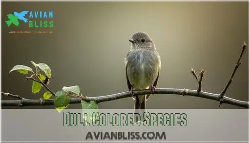 Small Songbird Identification: Easy Guide With Photos & Names 2025