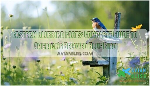 Eastern Bluebird Facts: Complete Guide to America's Beloved Blue Bird