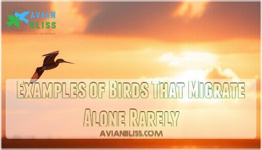 Birds That Migrate Alone Rarely: Why Most Fly in Flocks for Survival