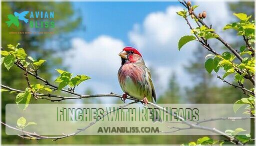 Red Headed Birds: 25+ Species With Photos & ID Guide (2025)