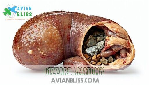 Why Do Birds Eat Gravel? The Surprising Digestive Secret Revealed