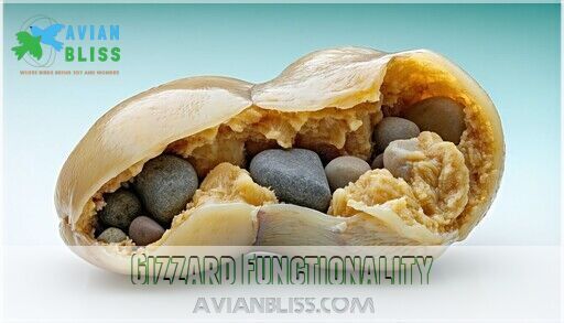 Why Do Birds Eat Gravel? The Surprising Digestive Secret Revealed