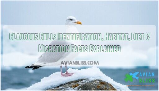 Glaucous Gull: Identification, Habitat, Diet & Migration Facts Explained