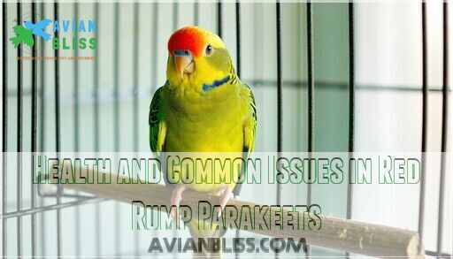 Red Rump Parakeets: Everything You Need