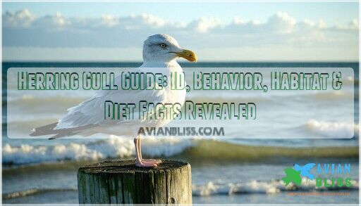 Herring Gull Guide: ID, Behavior, Habitat & Diet Facts Revealed