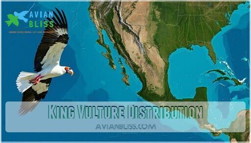 Where Does The King Vulture Live? Range, Habitats & Countries Explained