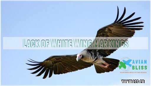King Vulture Identification Appearance: Striking Colors & Key Features