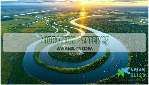 American Golden Plover: Complete Guide to ID, Habitat & Migration