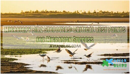 Migratory Bird Stopovers: Critical Rest Points for Migration Success