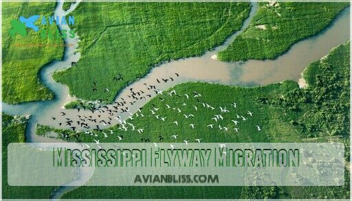 Where Do Different Birds Migrate? Routes & Patterns Explained