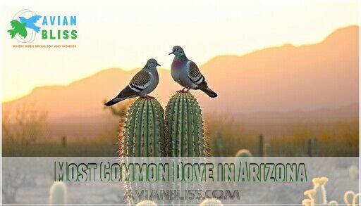 Doves in Arizona: 6 Species Guide With Photos & Calls (2025)