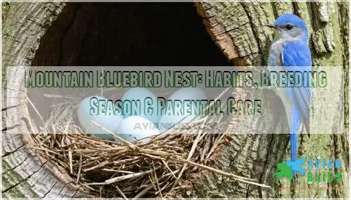 Mountain Bluebird Nest: Habits, Breeding Season & Parental Care