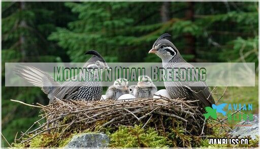 Mountain Quail: Complete Guide to North America's Most Elusive Bird