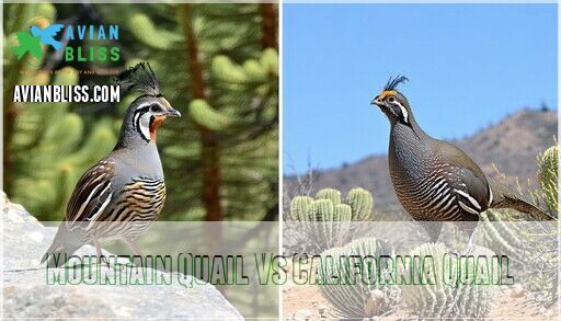 Mountain Quail: Complete Guide to North America's Most Elusive Bird