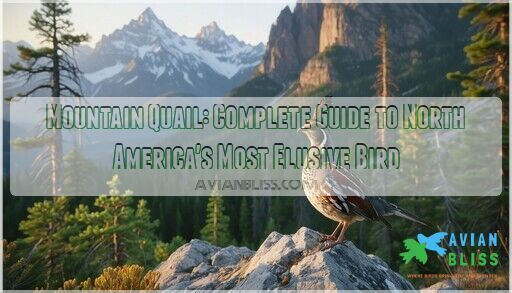 Mountain Quail: Complete Guide to North America's Most Elusive Bird