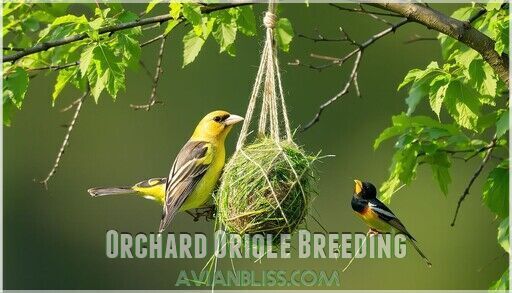 Orchard Oriole: Complete Guide to Diet, Habitat & Attracting Tips