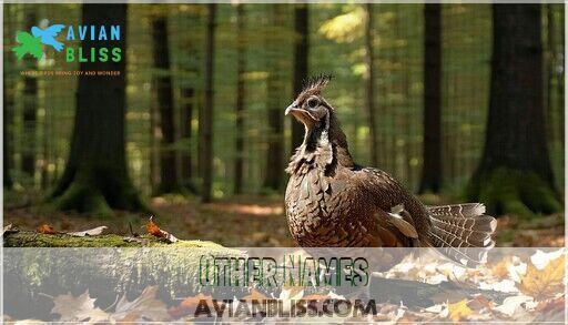 Ruffed Grouse: Complete Guide to ID, Behavior, Habitat & Life Cycle