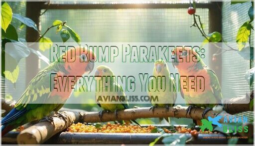 Red Rump Parakeets: Everything You Need