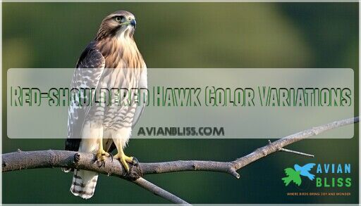 Red Tailed Hawk Vs Red Shouldered Hawk: 8 Key Differences