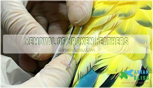 Can a Budgie Break Its Tail? Signs, Care Tips & Feather Regrowth Guide