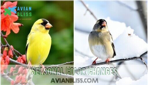 Small Songbird Identification: Easy Guide With Photos & Names 2025