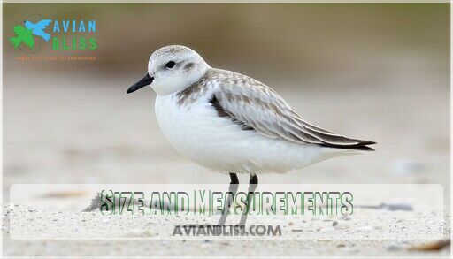 Sanderling Bird Guide: ID Tips, Behavior & Migration Secrets