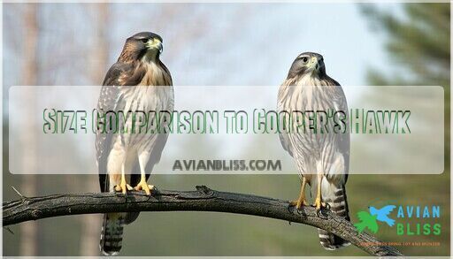 Coopers Hawk Vs Sharp Shinned Hawk: Key Differences for Birdwatchers