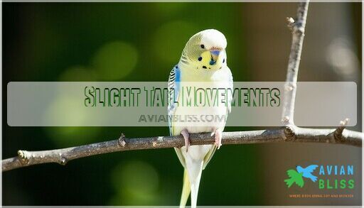 Parakeet Tail Bobbing: Signs, Causes & When to Call The Vet