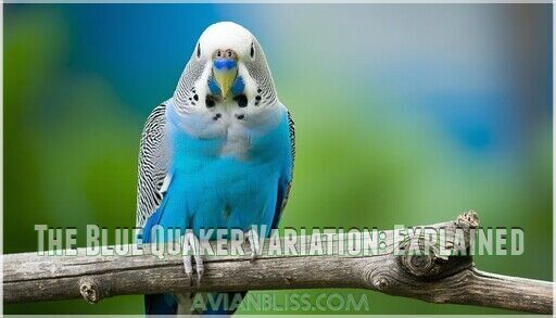Quaker Parakeets: Everything You Need to Know Before Getting One
